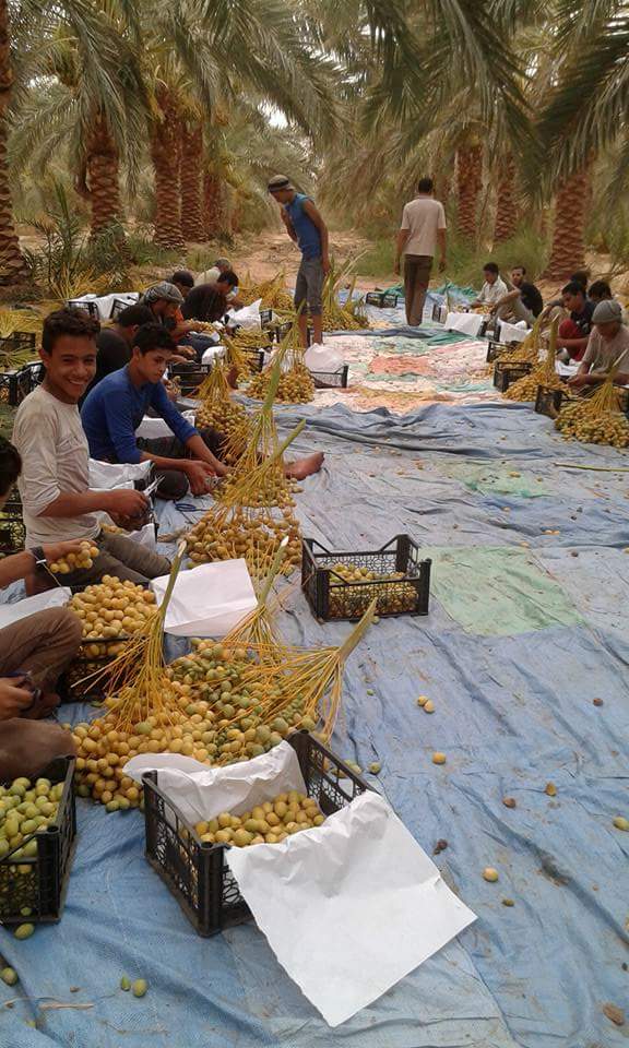 Egyptian Fresh Dates Season , Better Taste - Fruit Link Fresh Produce