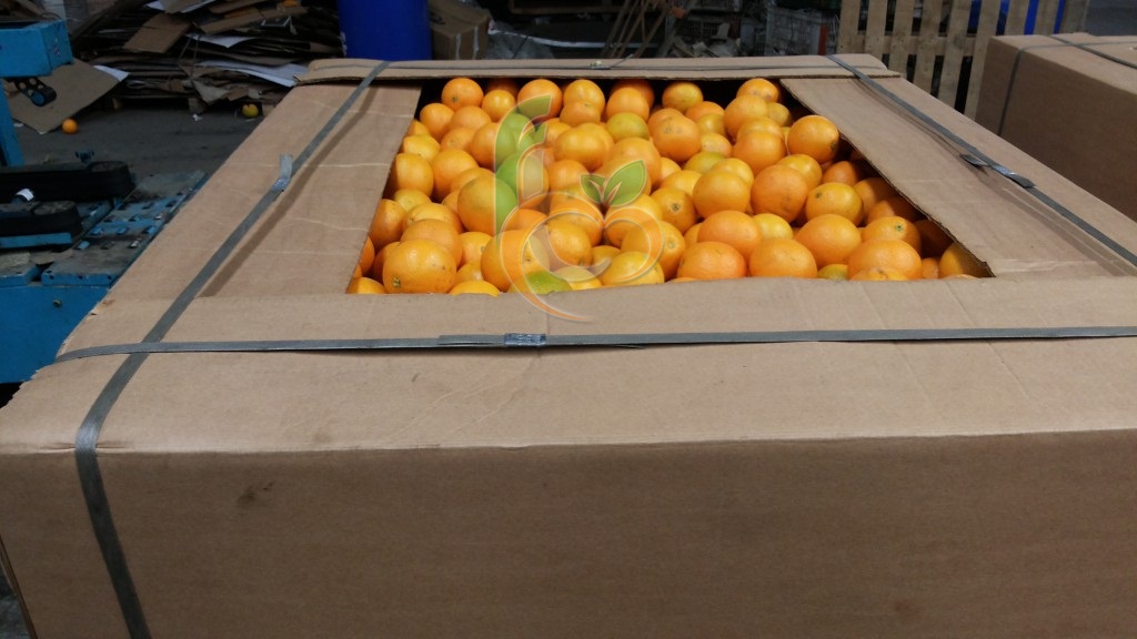 “Jumbo box Bins” Orange for Juice – Fruit Link Fresh Produce