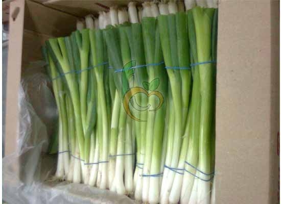 Spring Onion | Fruit Link Fresh Produce
